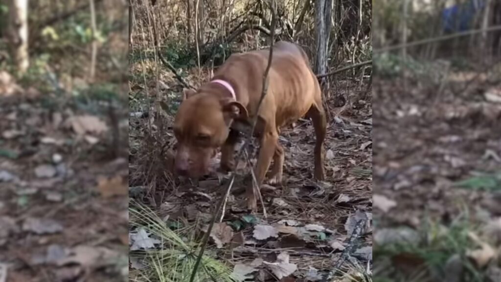 Fearful Pittie Lived Her Entire Life In The Woods Until She Met Someone ...